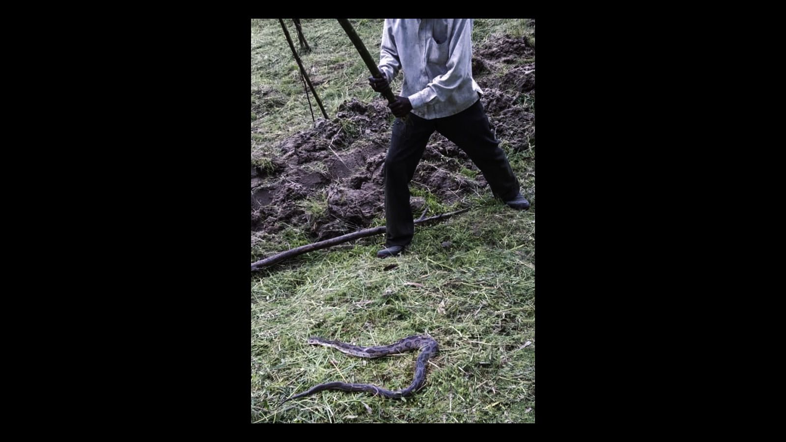 Malnad Diary: The Mandala Snake, Before and After