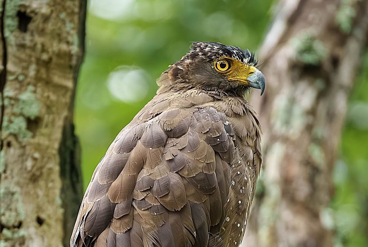 Birder's Diary: The Crested Serpent-Eagle