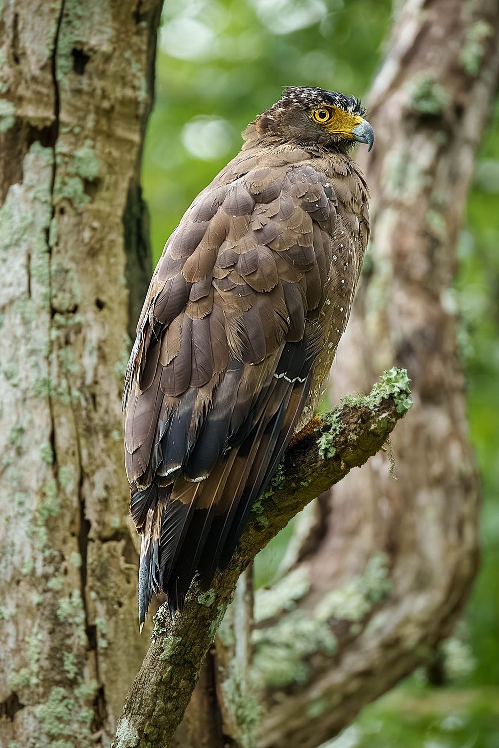 Birder's Diary: The Crested Serpent-Eagle