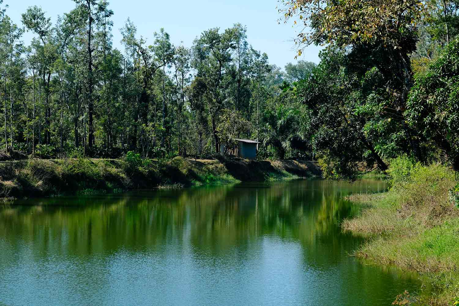 Malnad Diary: March 2020: An Absentee Coffee-Planter's Self Doubt